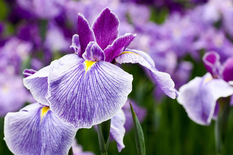 Irisi, lulja që Ilirët i dhuruan botës – Rruga Press