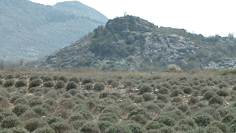 U rritën eksportet e bimëve medicinale/ Pandemia rriti kërkesën për çaj ...